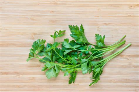 납작잎 파슬리 스톡 사진 및 일러스트 Istock