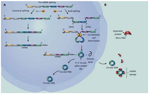Circular RNAs In Colorectal Cancer Possible Roles In Regulation Of