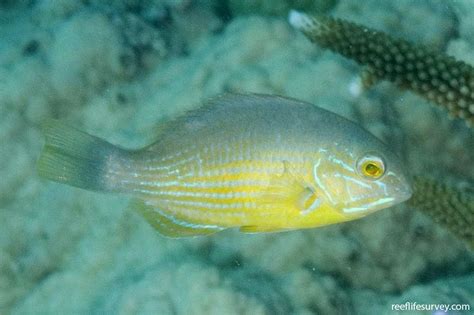Choerodon Schoenleinii Blackspot Tuskfish Reef Life Survey