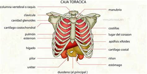 Resultado De Imagen Para Cavidad Torácica Rib Cage Thoracic Cage