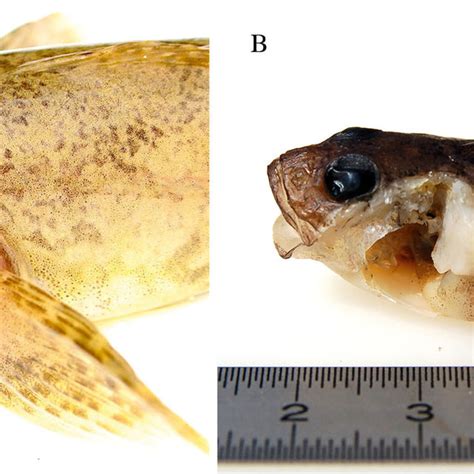 Cottus Gobio A Neoplastic Mass Within The Gill Chamber It Is