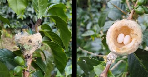 Video ¡un Lindo Suceso Tiktoker Muestra El Adorable Momento En Que Un