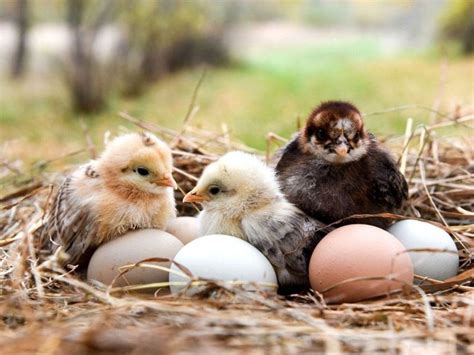 CHICKS Chase Hatchery