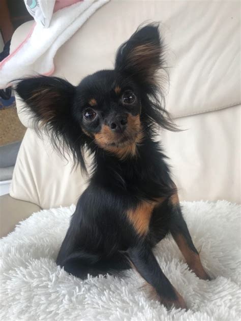 Chien Russkiy Toy Petit Chien Russe Petit Russe Rosalie