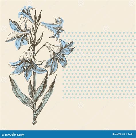开花的百合花贺卡 向量例证 插画 包括有 弗洛斯 订婚 问候 活动 植物群 被装饰的 花卉 46282514
