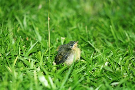 새 Pixabay의 무료 사진 Pixabay