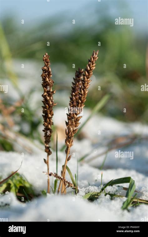 Three Beautiful Grass Stalk Culms In Warm Morning In Cold Winter Snow