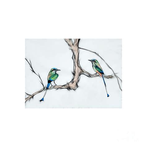 Turquoise Browed Motmot Drawing By Jeremy S Boudreau Fine Art America