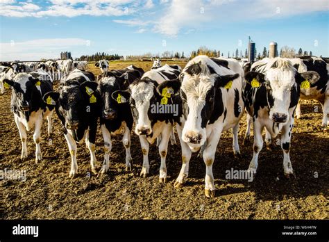 Curious Holstein Cows Looking At The Camera While Standing In A Fenced Area With Identification
