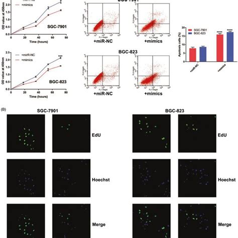 Mir‐148a‐3p Inhibits Proliferation And Induces Apoptosis In Gastric