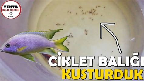 Ciklet Balığı Kusturma 866 Video Yandexte Bulundu