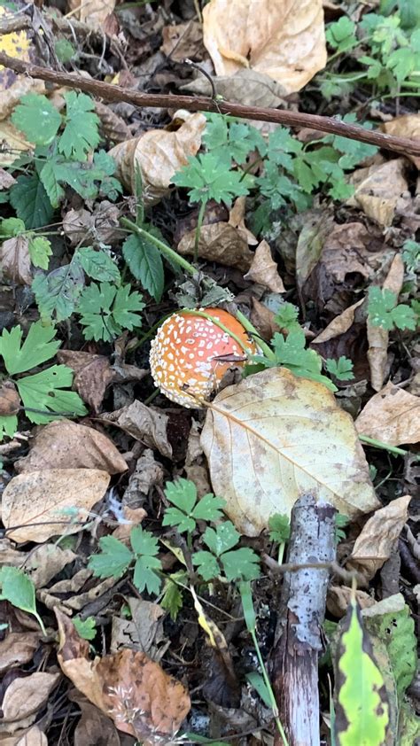 Shrub Ox Euceratherium Collinum Rnaturewasmetal