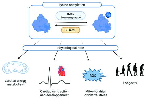 Physiological Roles Of Cardiac Acetylation Ac Acetylated Form Kats