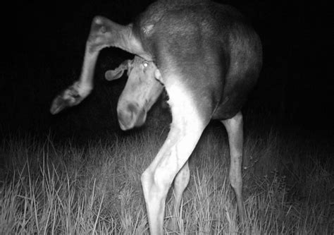 Chernobyl Mutations Animals