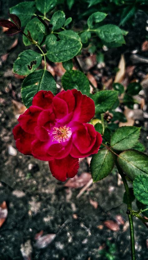 꽃 빨간색 Pixabay의 무료 사진 Pixabay