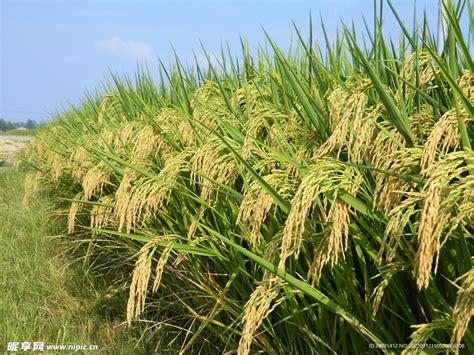 水稻摄影图 其他 自然景观 摄影图库 昵图网