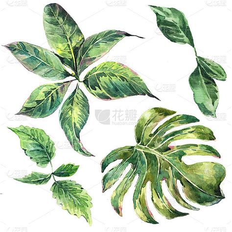 一套异国情调的水彩绿色热带树叶