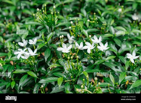Jasminum Sambac Arabian Jasmine Or Sambac Jasmine Is A Species Of