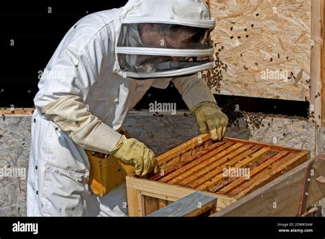 Honey Bee Apis Mellifera Worker Looking After Larvae On Brood Comb