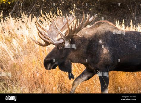 Bull Moose Alces Alces With Antlers South Central Alaska Anchorage