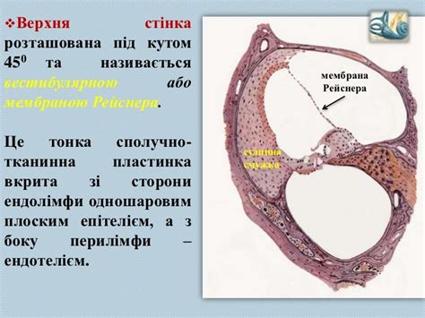 Орган слуху та рівноваги