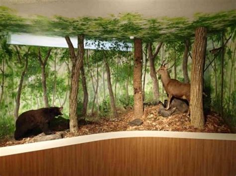 恐竜のはくぶつかん 東海大学自然史博物館｜【公式】静岡のおすすめ観光スポット／駿府静岡市～最高の体験と感動を