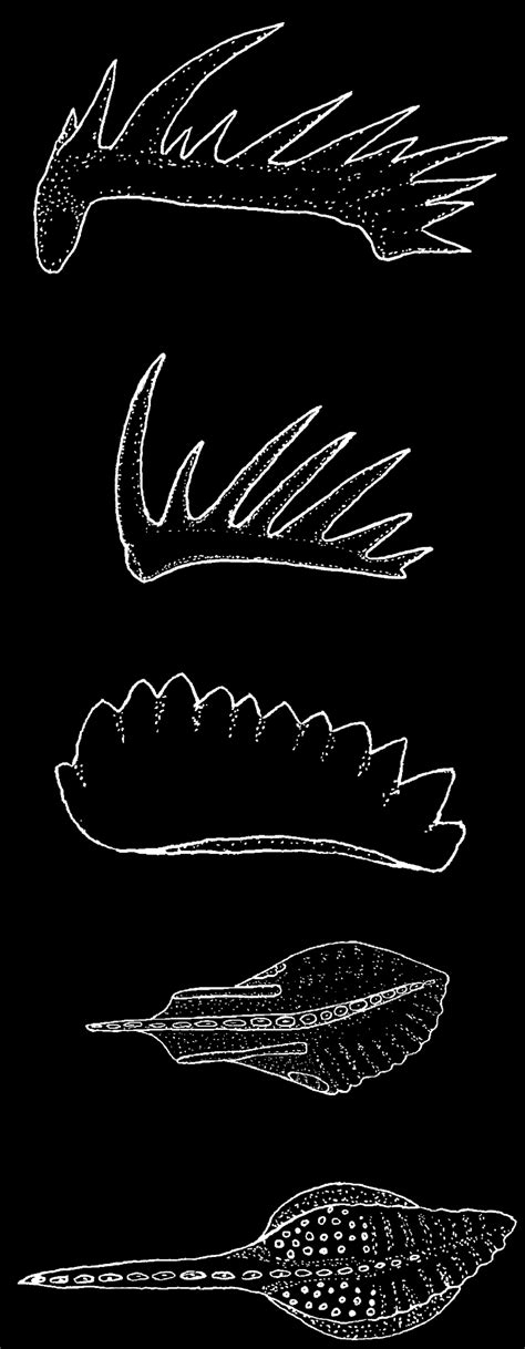 The Major Functional Types Of The Conodont Elements Drawing Based On