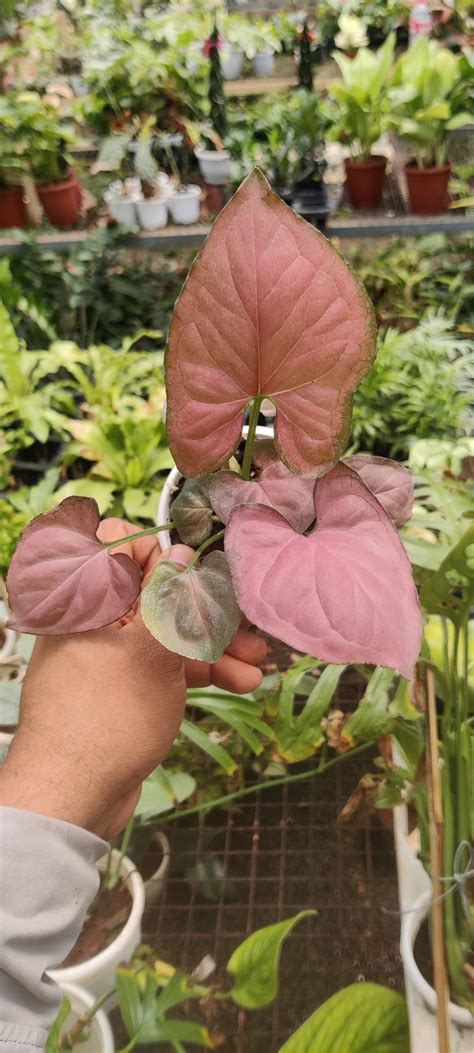 Syngonium Orm Nak Red Nurserybuy