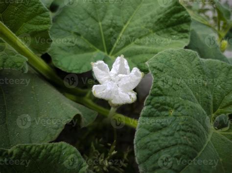 Close Up Of Loki Gourd Vegetable Flower Lagenaria Genus Gourdbearing