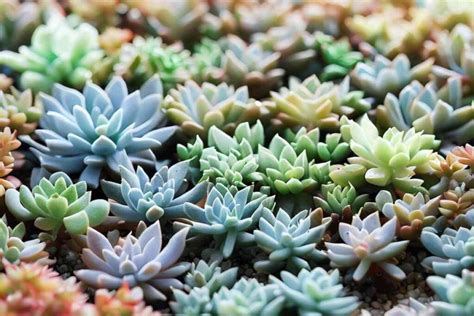 How To Effectively Fix Root Rot In Succulents