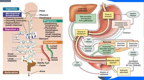 Dumping Syndrome Dumping Syndrome 123pptx Digestive Disorders