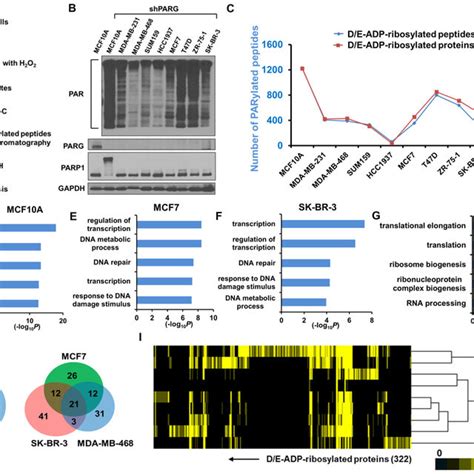 General Scheme Of Protein Expression Profiling Of The Breast Cancer