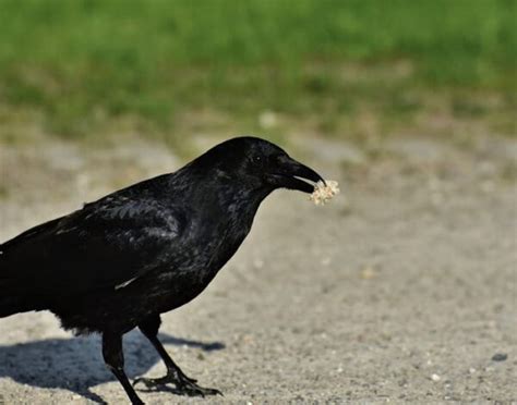 The Surprising Intelligence Of Crows Exploring Their Problem Solving Skills Pawprints Blog Pro