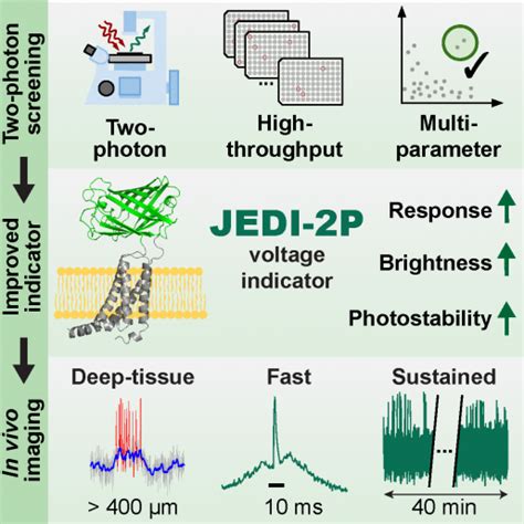 Meet Jedi 2p A Faster Brighter And More Sensitive Sensor For Brain