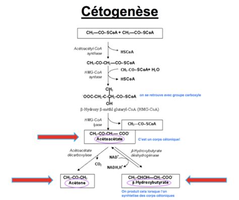 cétogénèse Cartes Quizlet