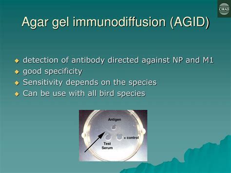 Ppt Avian Influenza Diagnostic Techniques Powerpoint Presentation Free Download Id4256013