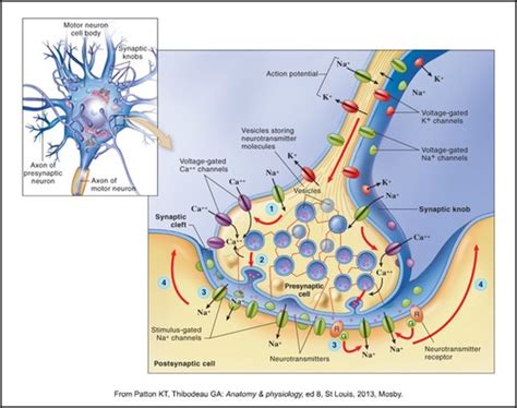 the neurologic system flashcards quizlet