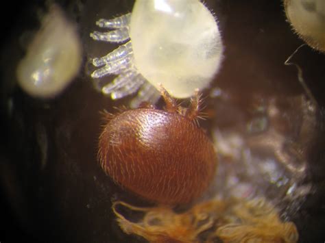 Varroa Mites Ontarioca