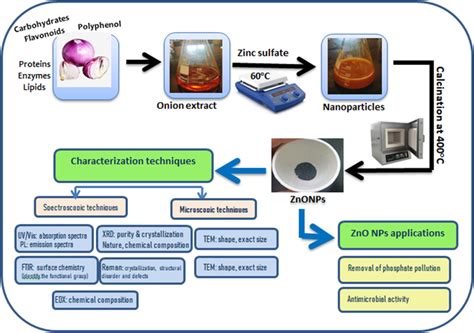 Schematic Representation Of Biosynthesized Zno Nps Characterization