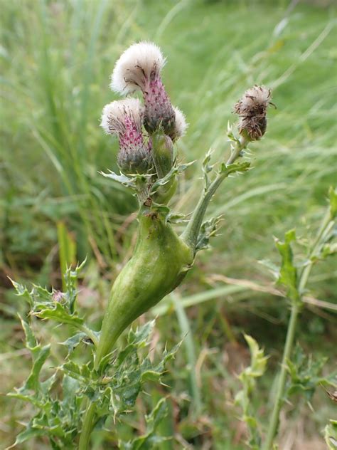 Dip Tephritidae