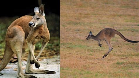 Do You Know Which Is The Largest Kangaroo In The World And Where Can