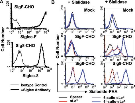 Figure 2 From Mouse Siglec F And Human Siglec 8 Are Functionally