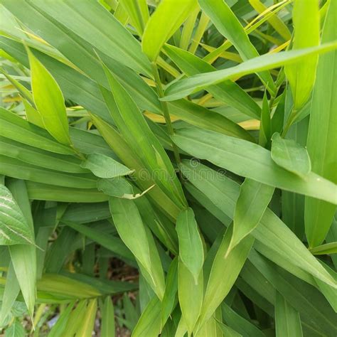 Turmeric Tree Growing In The Yard Of The House Stock Image Image Of Food House 315862421