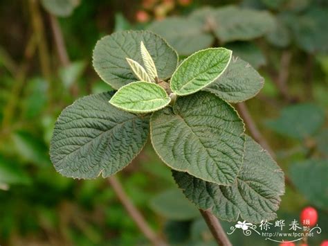 Viburnum Melanocarpum