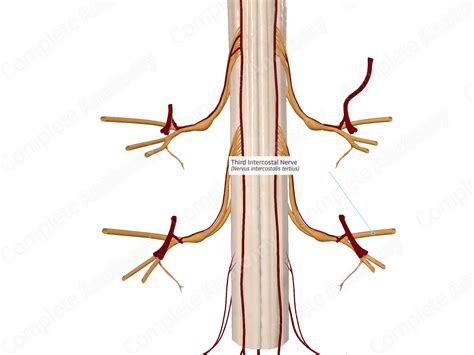 Third Intercostal Nerve Complete Anatomy