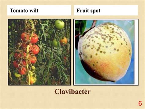 Management Strategies Of Phytopathogenic Prokaryotes Pptx