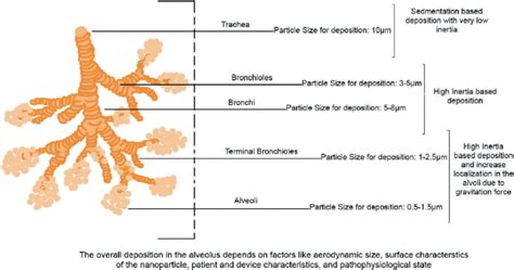 Inhaled Aerosol Particle Deposition In Lung According To Their Size