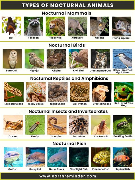 30 Types Of Nocturnal Animals With Pictures And Facts
