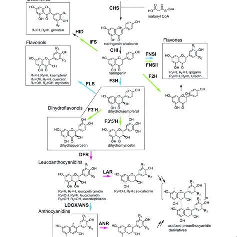 Pdf The Origin And Evolution Of Plant Flavonoid Metabolism