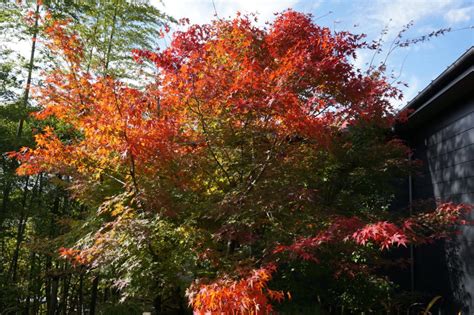 玉垣からの風景 立冬 紅葉